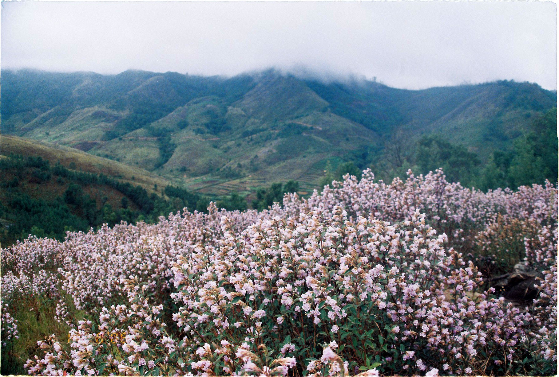 Save Kurinji Campaign enters new phase | Expert Eyes